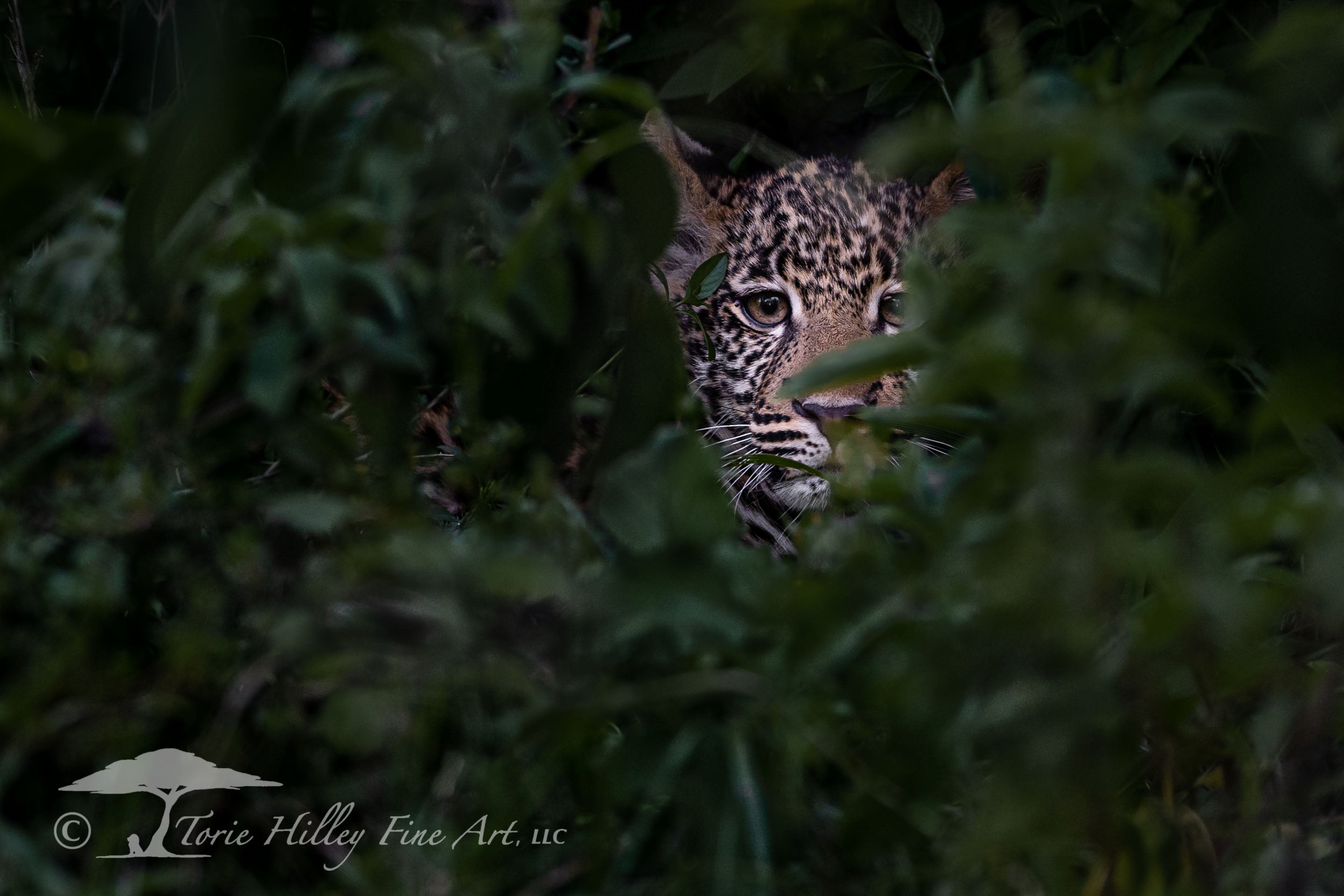 Award Winning Images – Torie Hilley Fine Art