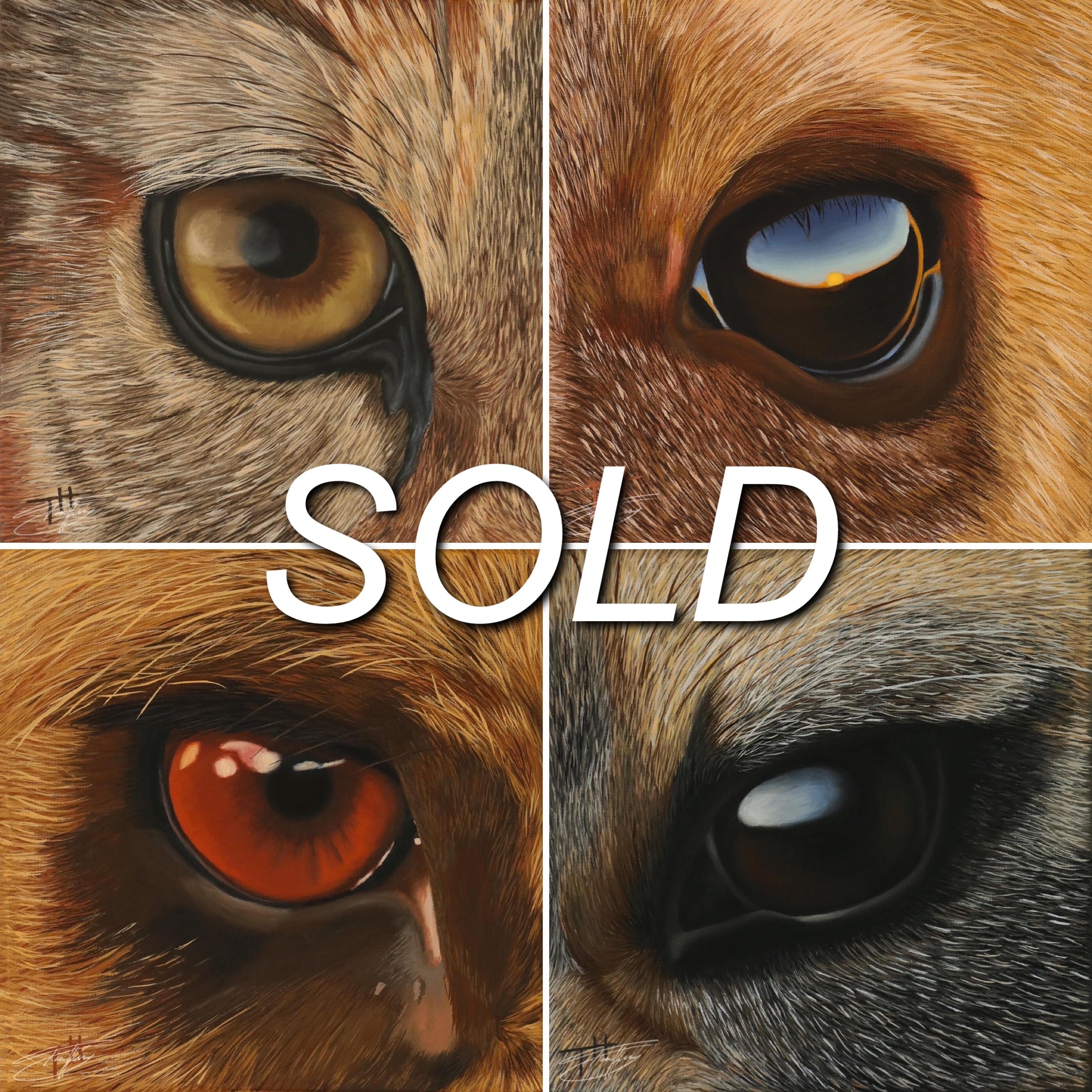 African Predator Eyes - Originals - SOLD – Torie Hilley Fine Art