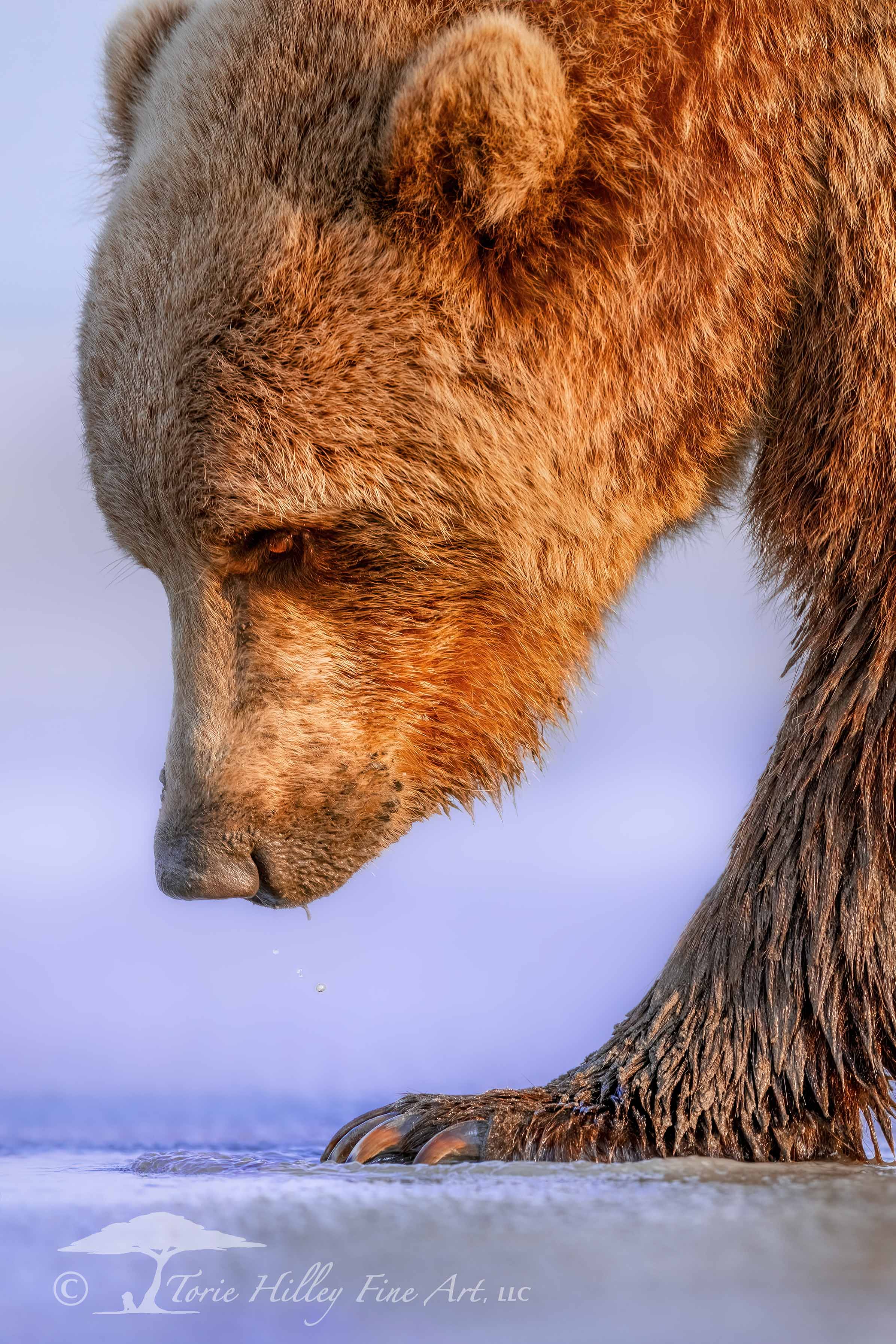 Pondering - Limited Edition Fine Art Print – Torie Hilley Fine Art