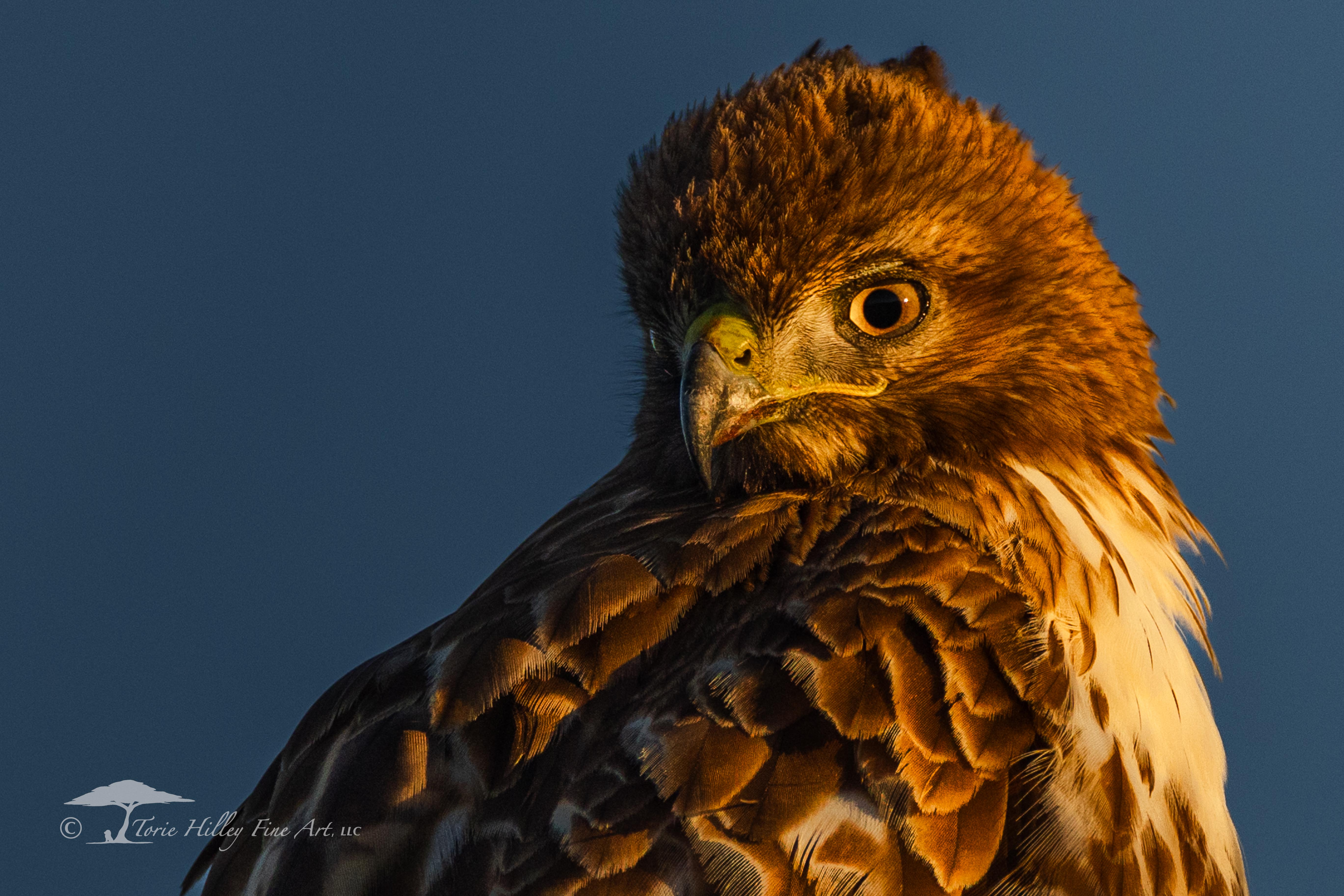 Red Tail - Limited Edition Fine Art Print – Torie Hilley Fine Art